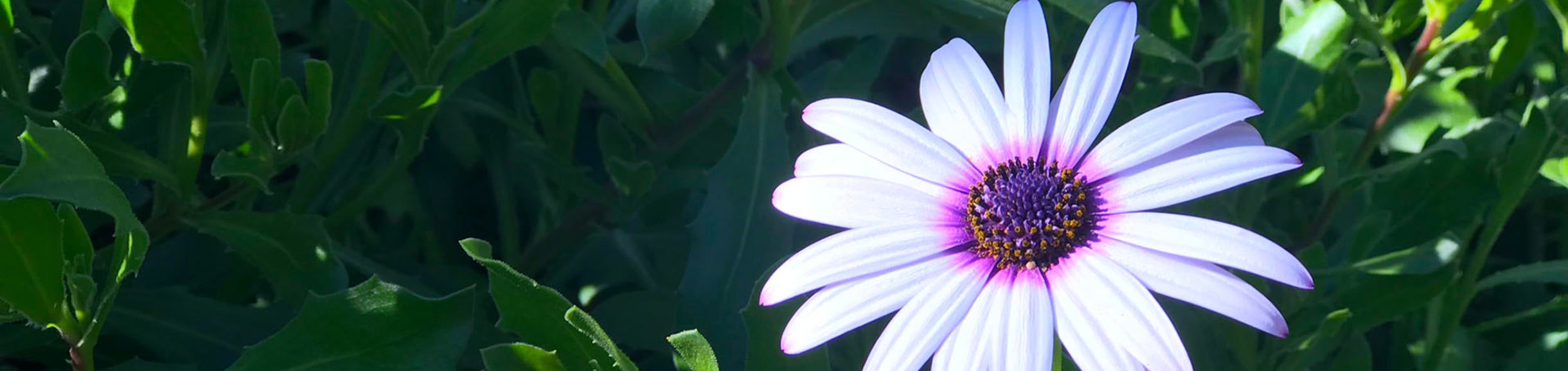 What's in Bloom | UCR Botanic Gardens