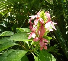 Fall Online Plant Sale | UCR Botanic Gardens