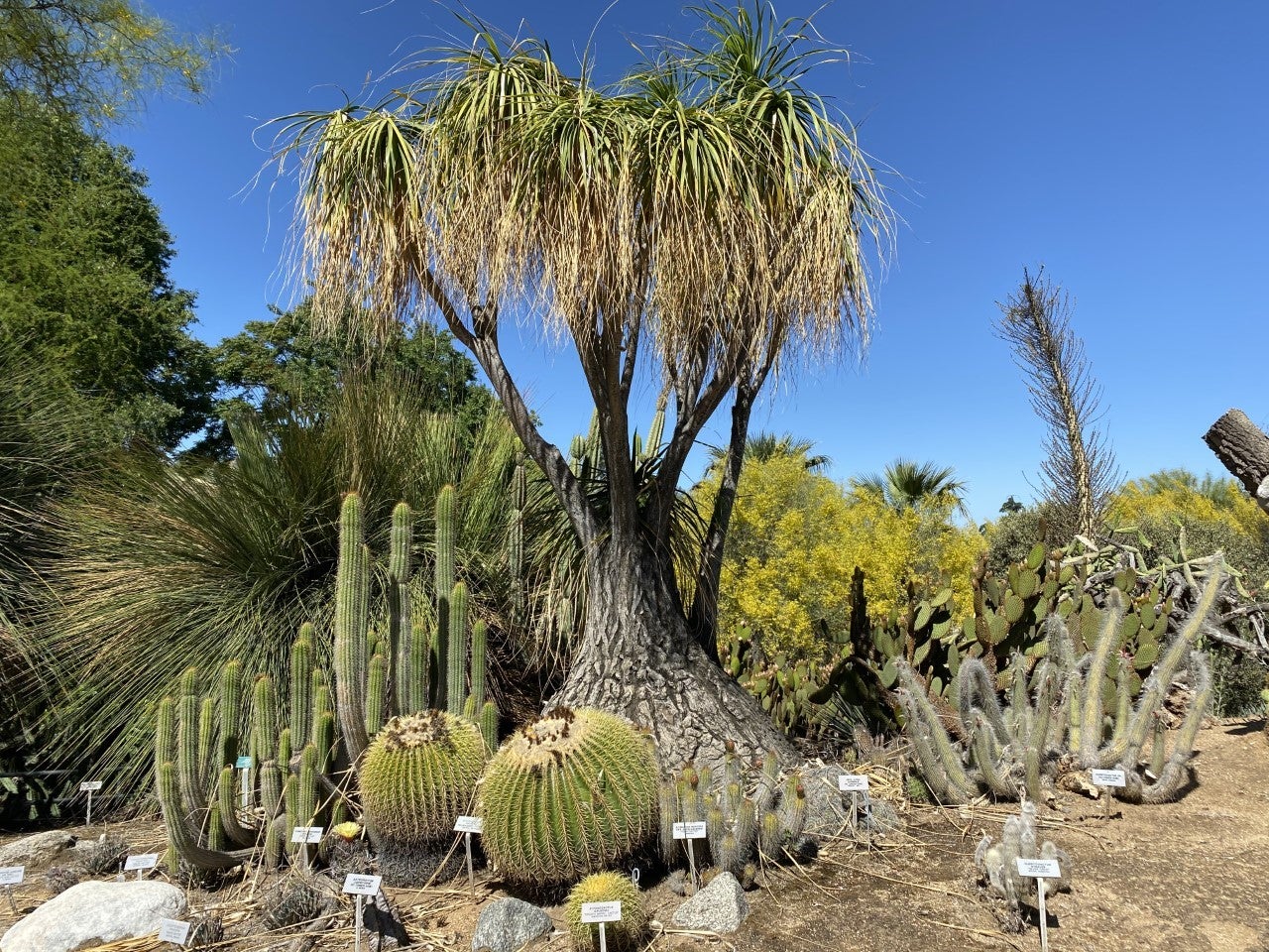 Botanic Gardens Virtual Presentation | UCR Botanic Gardens